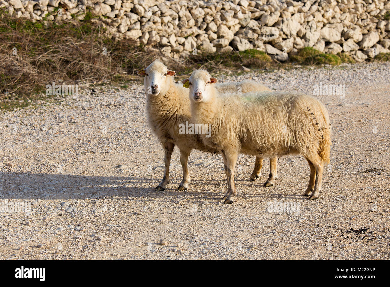 Flock Of Sheep on pasture - two female long-tailed sheep, island Pag ...