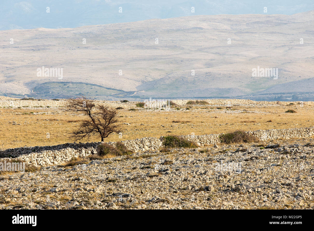 Desert landscape with lonely tree ond rocks on island Pag, Croatia ...