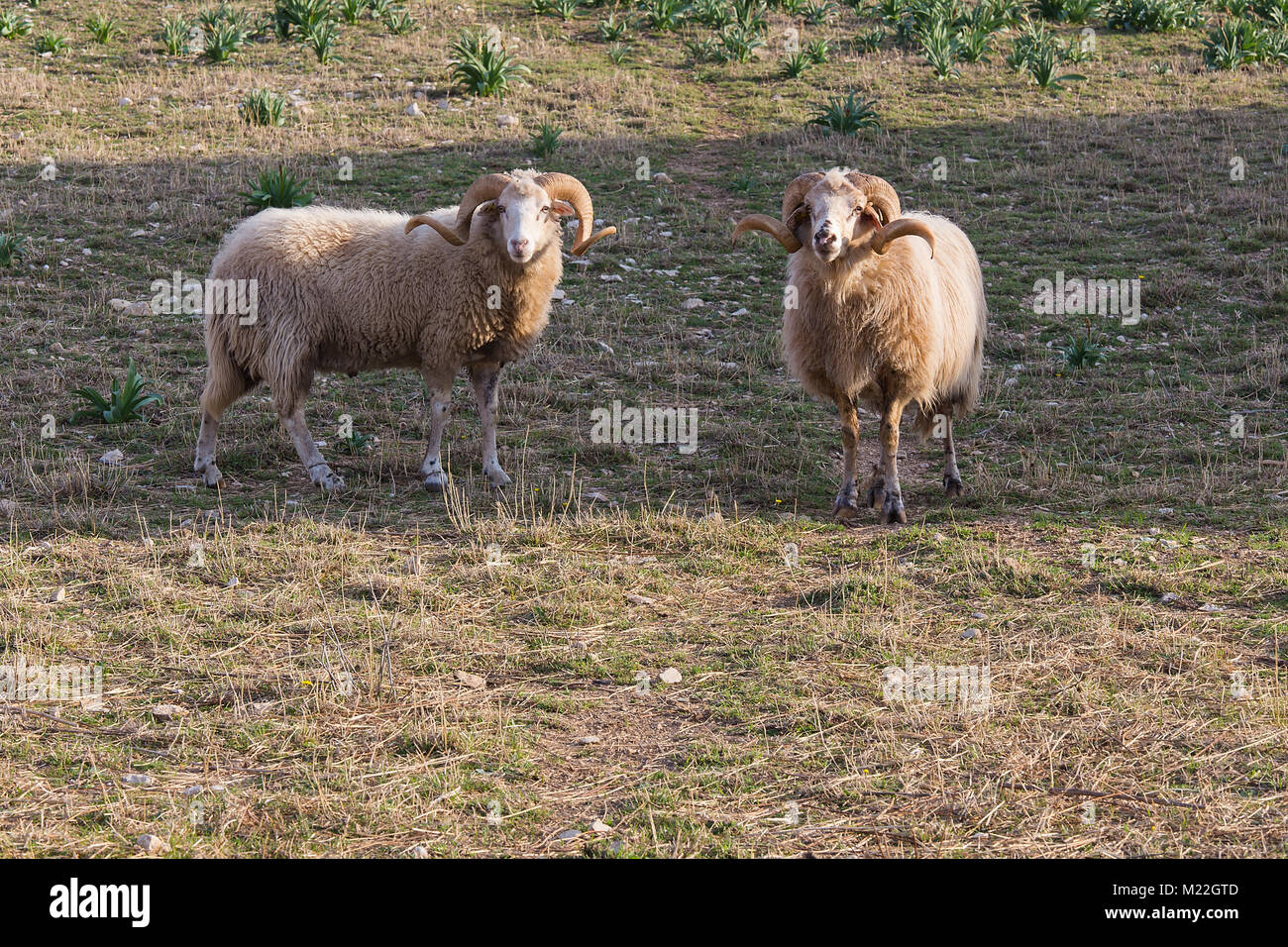 Aries - Ram - Male long-tailed sheep - two animals on pasture Stock ...