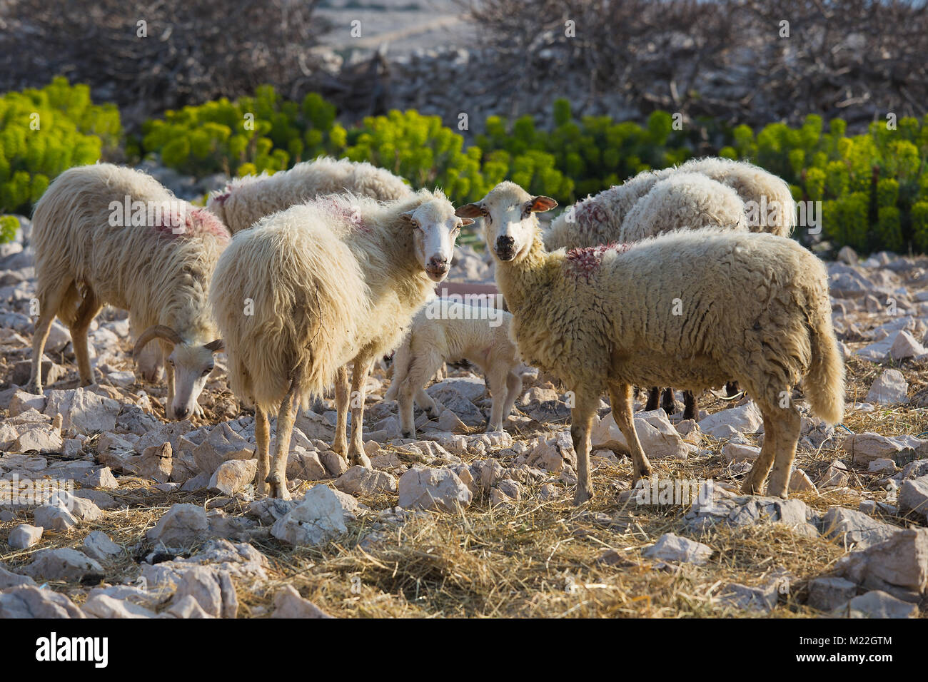 Flock Of Sheep on pasture - long-tailed sheep, island Pag, Croatia ...