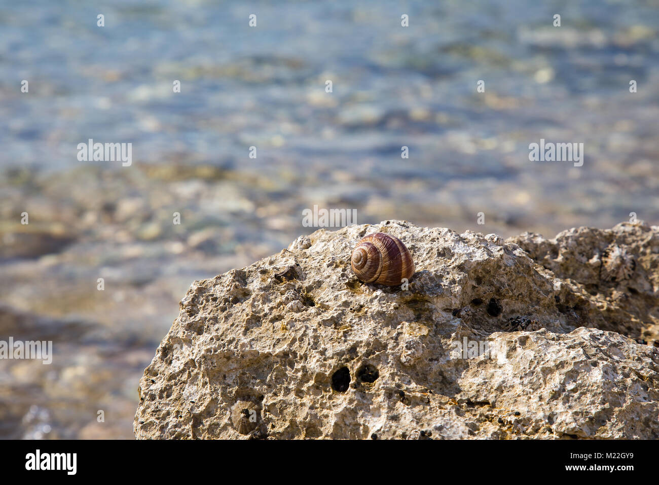 Snail shell on rock - little snail house on beach Stock Photo - Alamy
