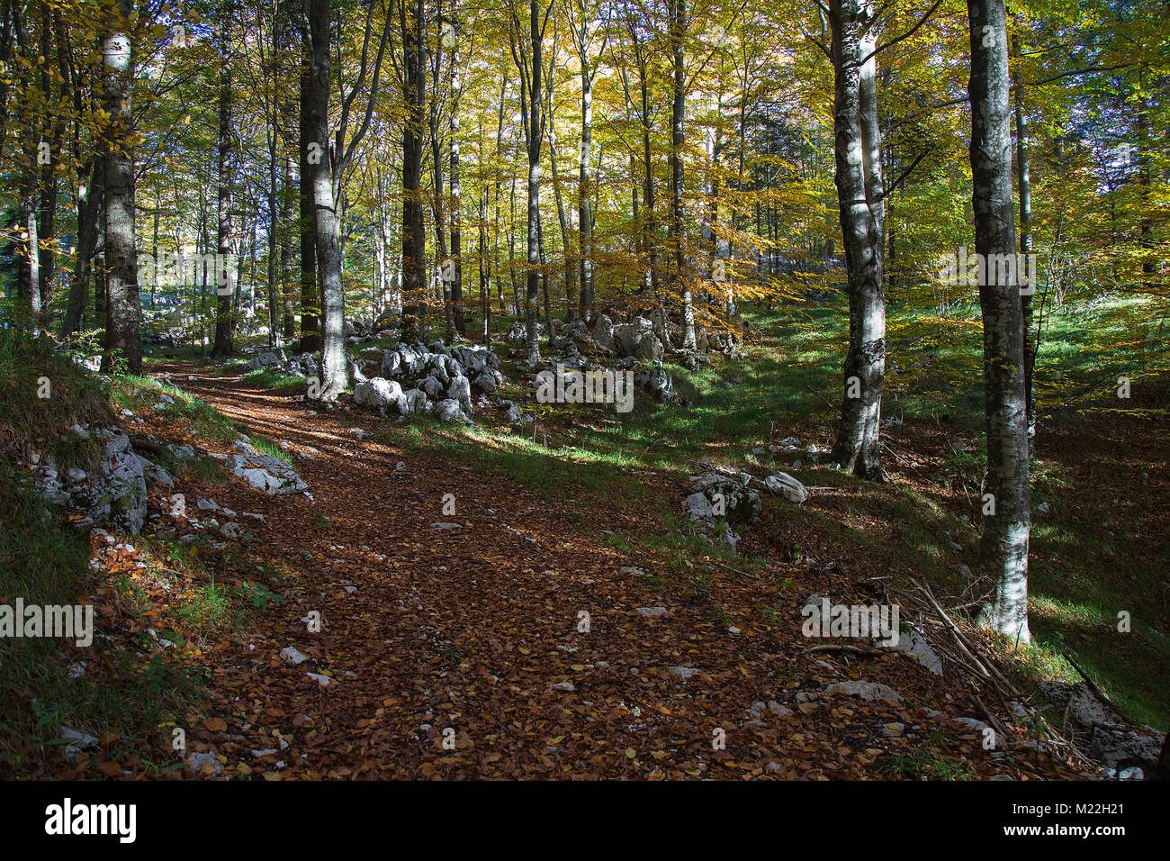 Dirt Forest Path in autumn colors with falling foliage Stock Photo - Alamy