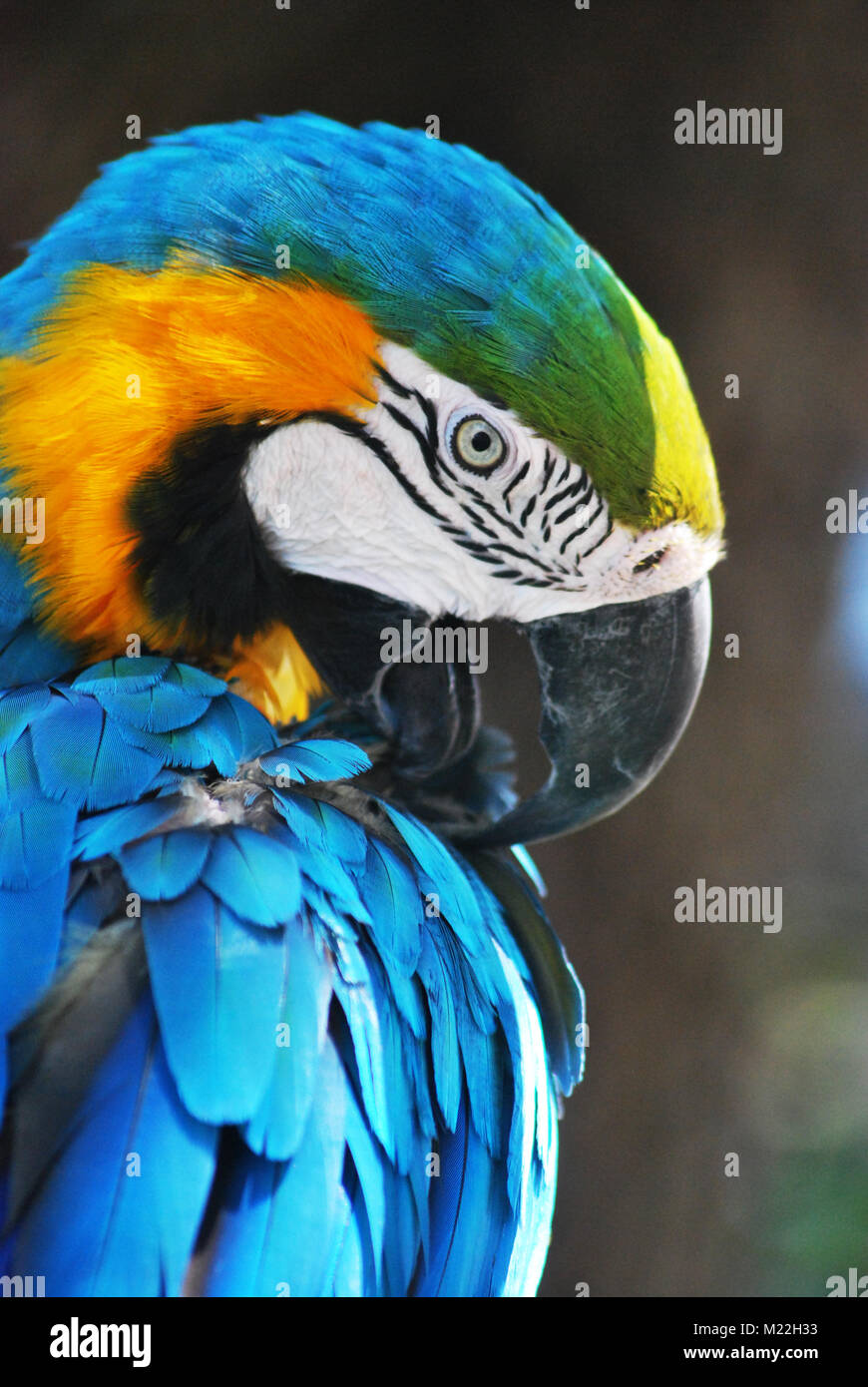 A blue macaw poses for a picture Stock Photo - Alamy
