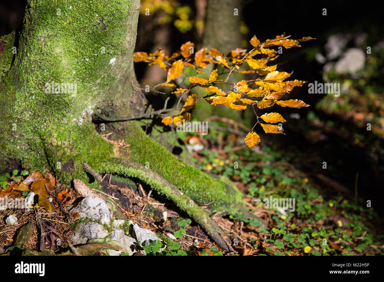 Forest sunlight old new growth hi-res stock photography and images - Alamy