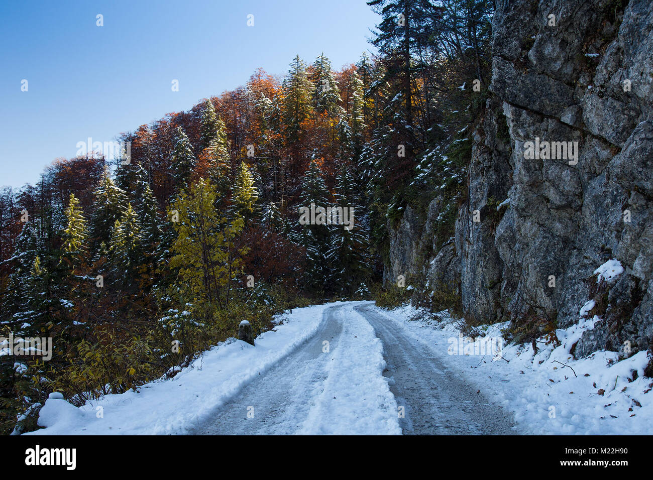 Dirt Road in Spruce Forest in autumn colors with Snow Stock Photo - Alamy