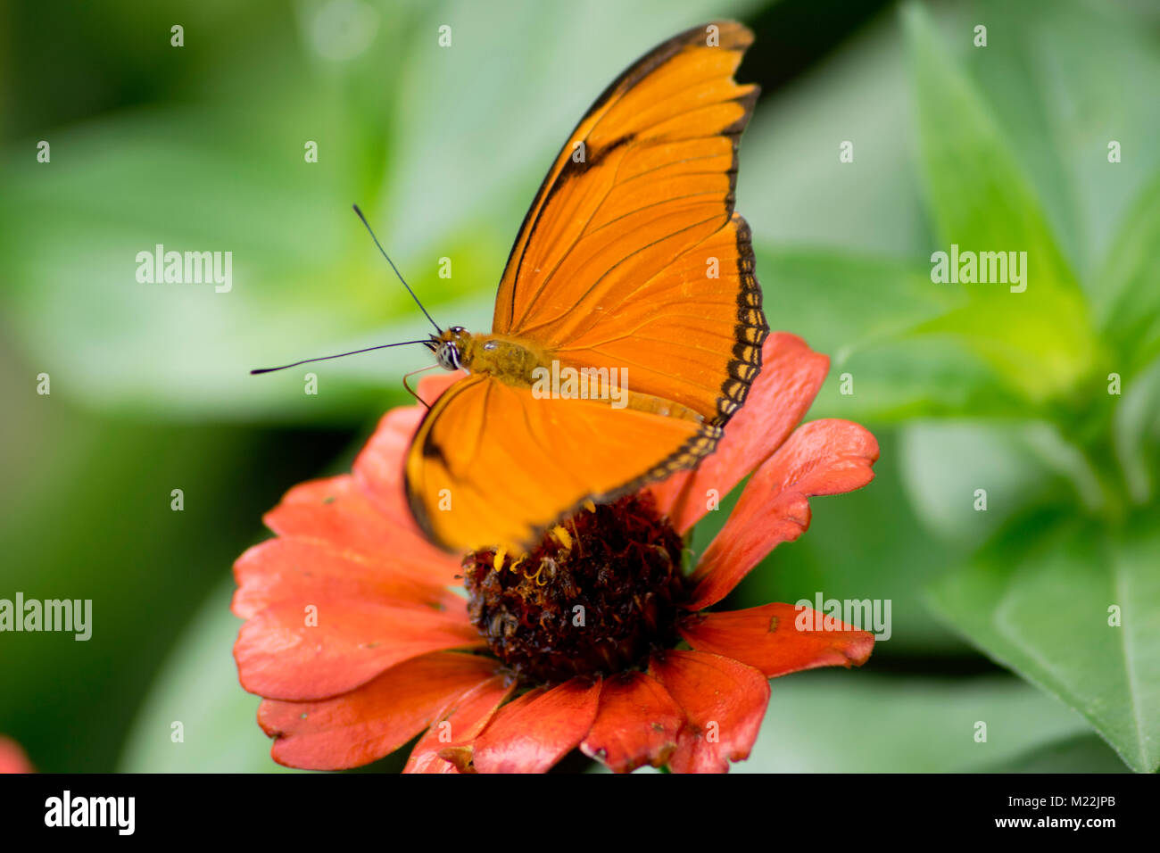 Julia butterfly hi-res stock photography and images - Alamy