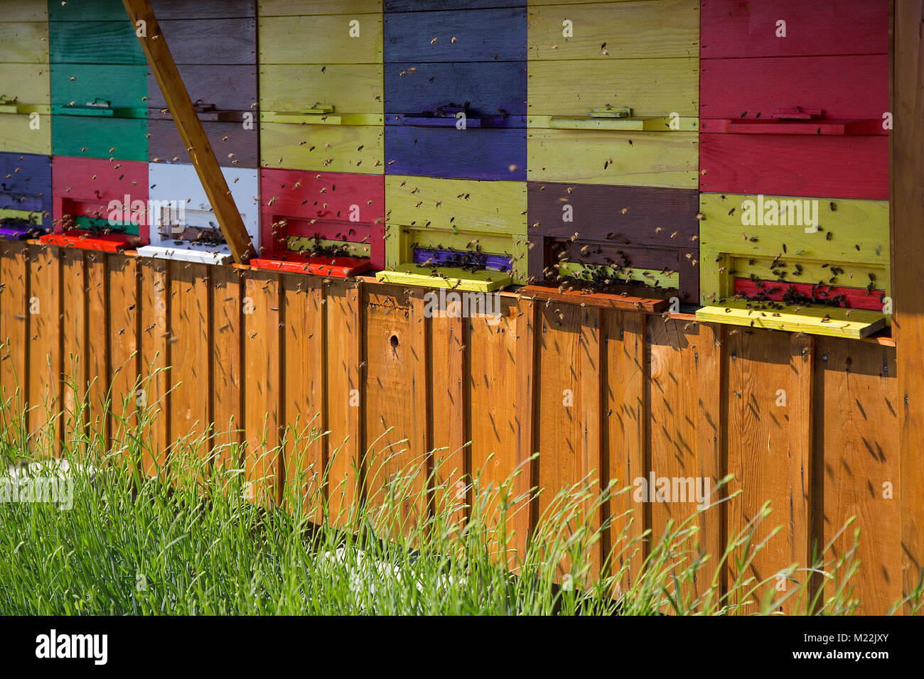 Beehives with bees flying in beautiful wooden house - Hives in apiary ...
