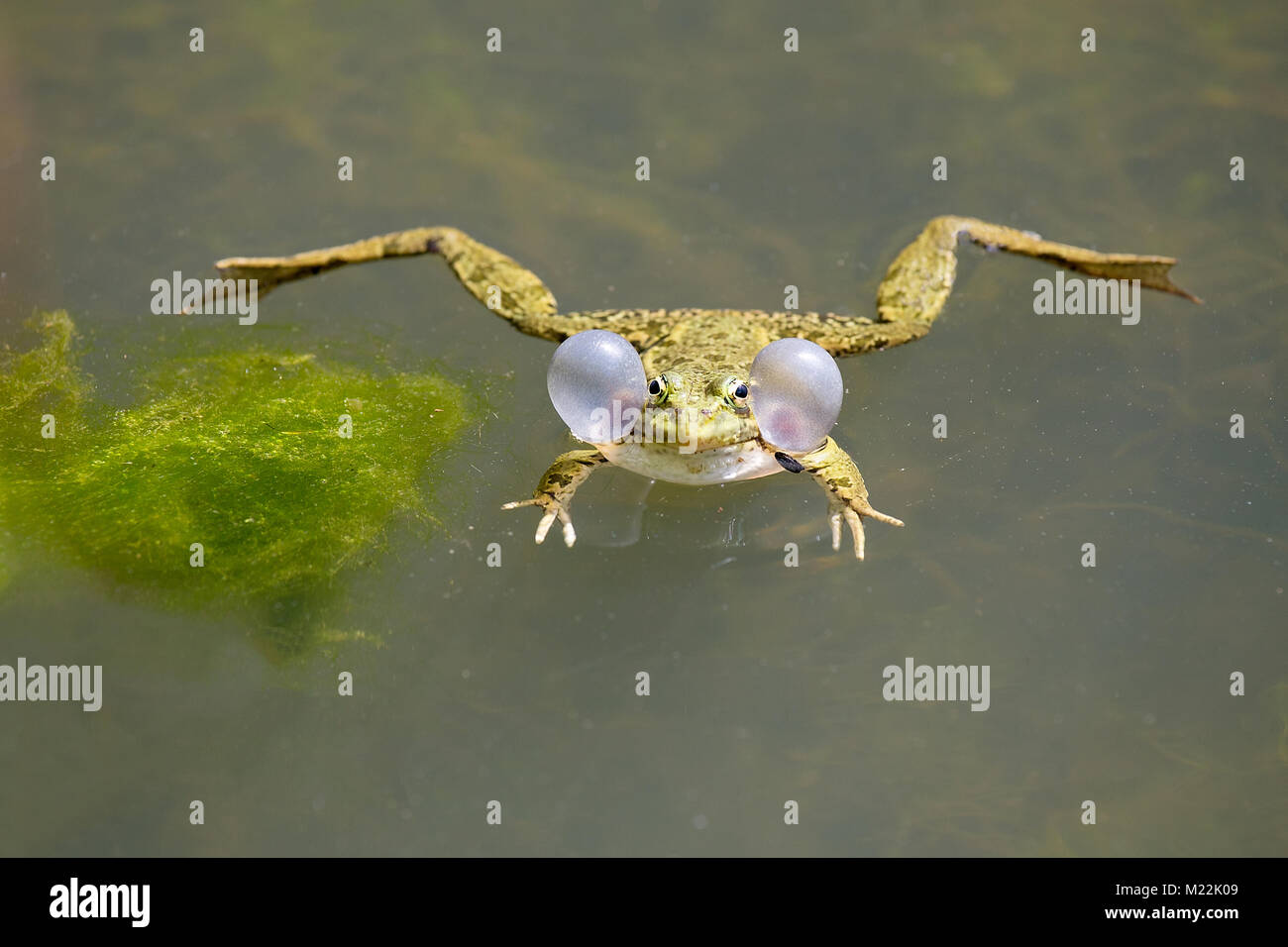 Croaking Green frog (Rana dalmatina) with balloons while croaking in ...
