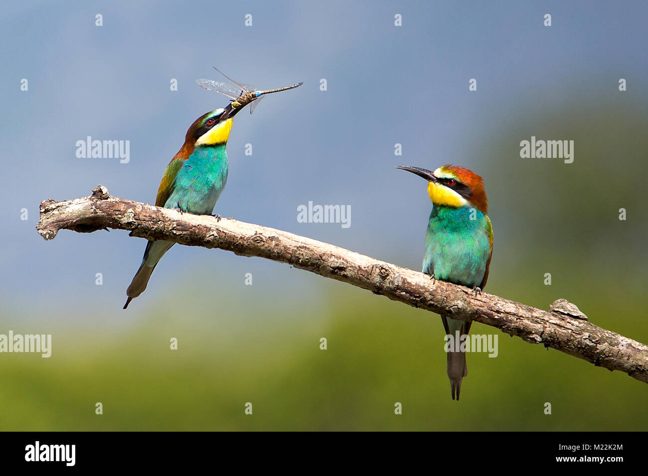Dragonfly eating bee hi-res stock photography and images - Alamy