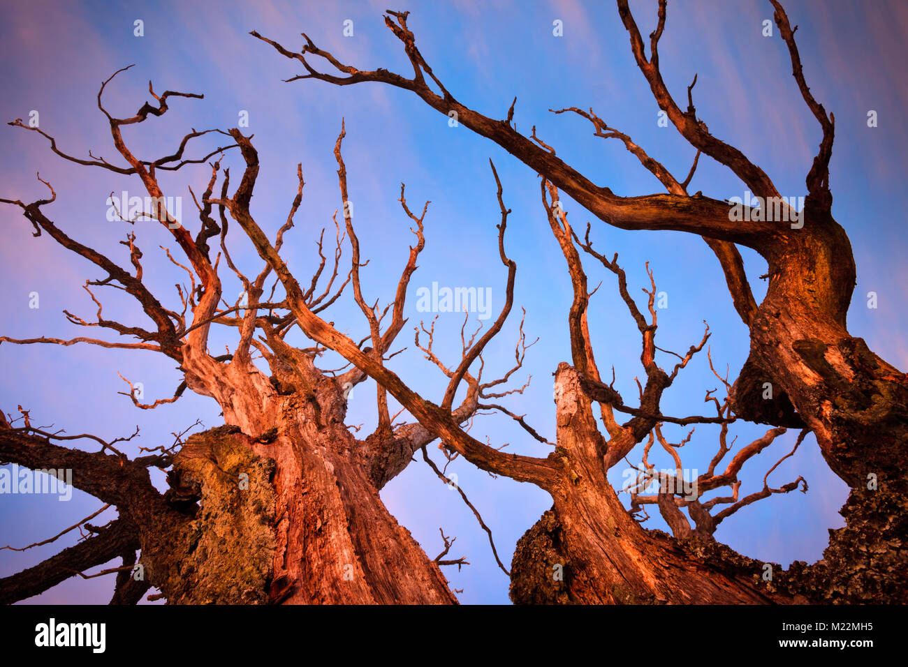Dry tree in evening light at Dilling in Rygge, Østfold, Norway Stock ...
