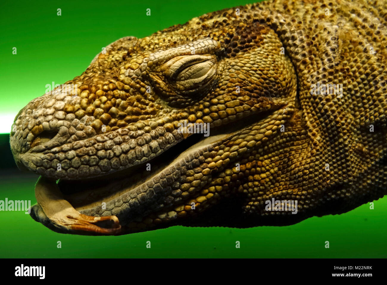 Dead komodo hi-res stock photography and images - Alamy