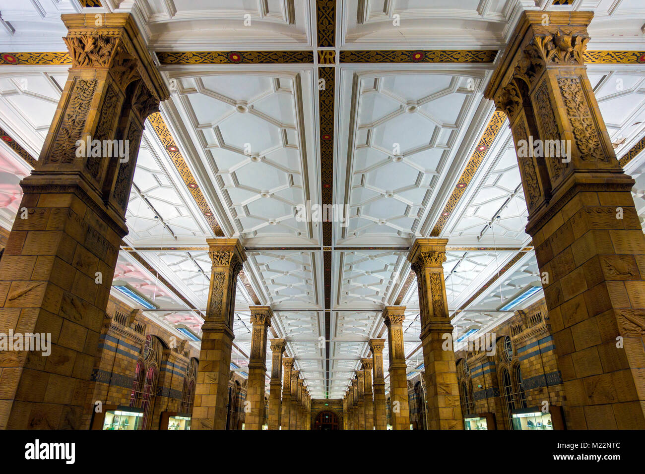 The natural history museum ceiling hi-res stock photography and images ...