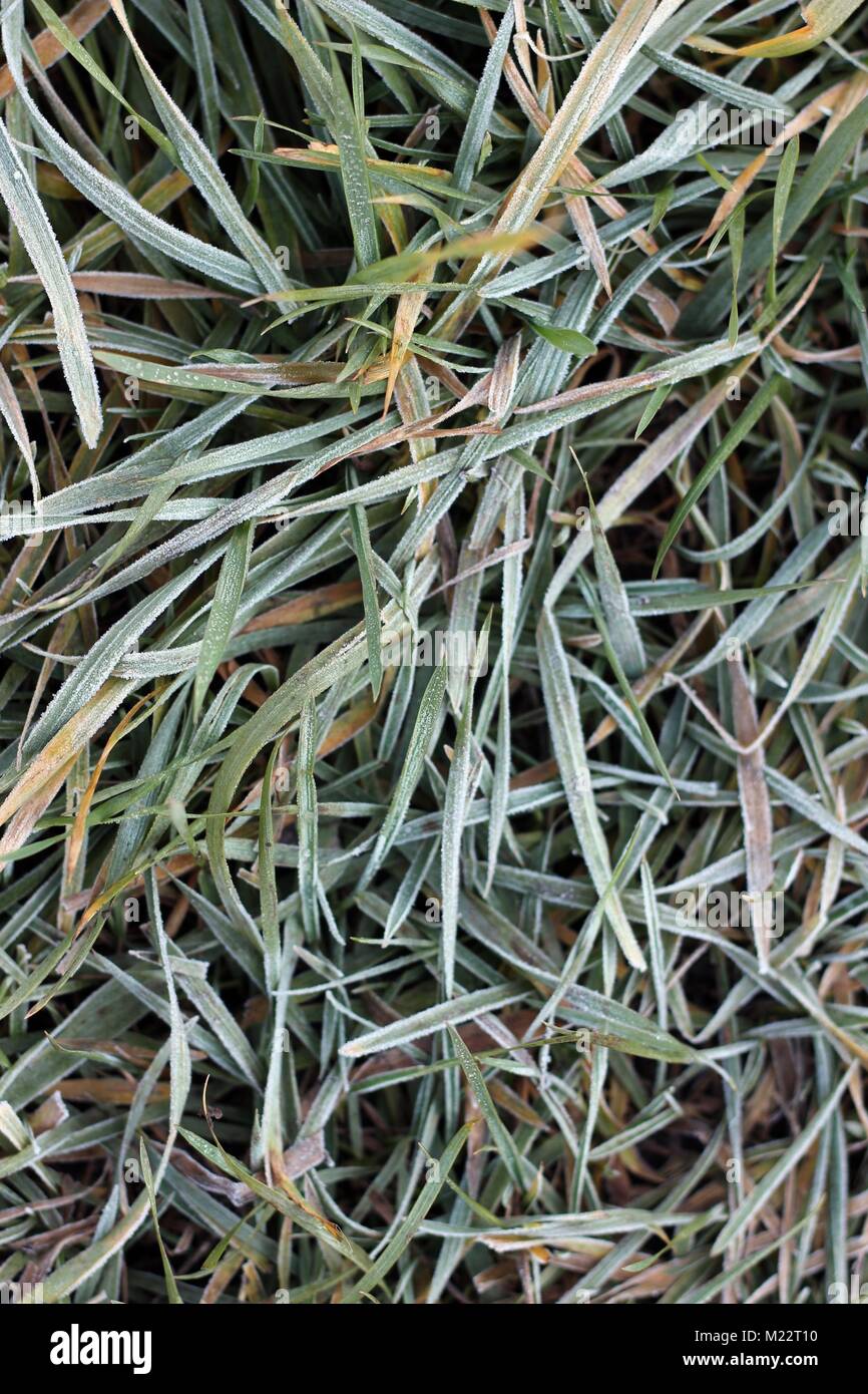 Iced grass hi-res stock photography and images - Alamy