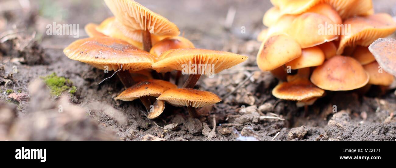 The best edible mushroom hi-res stock photography and images - Alamy