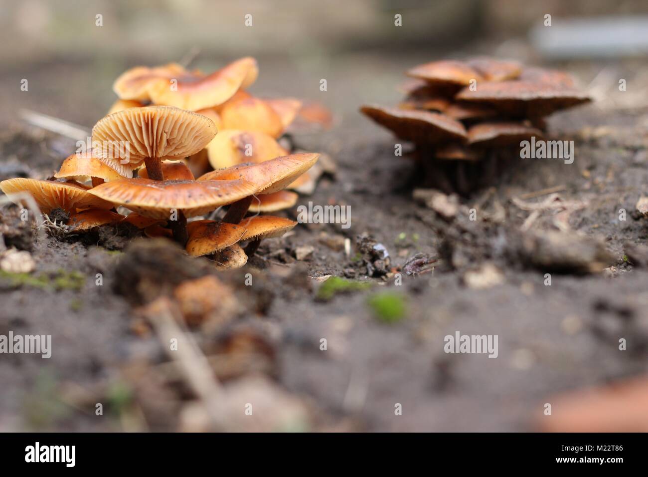 Spring mushrooms hi-res stock photography and images - Alamy