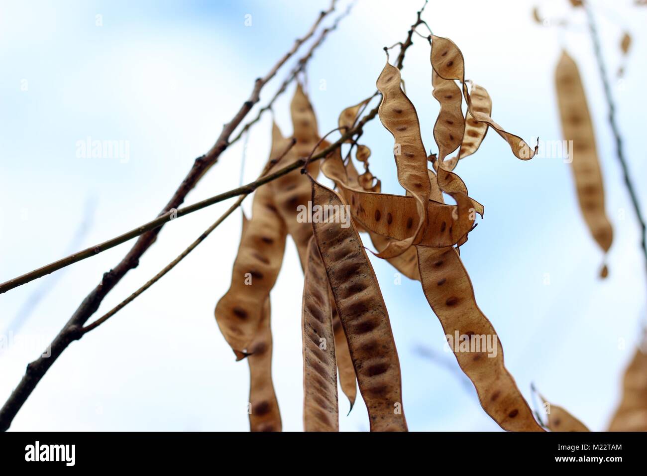 Acacia Seed Propagation: Learn About Growing Acacia From, 60% OFF