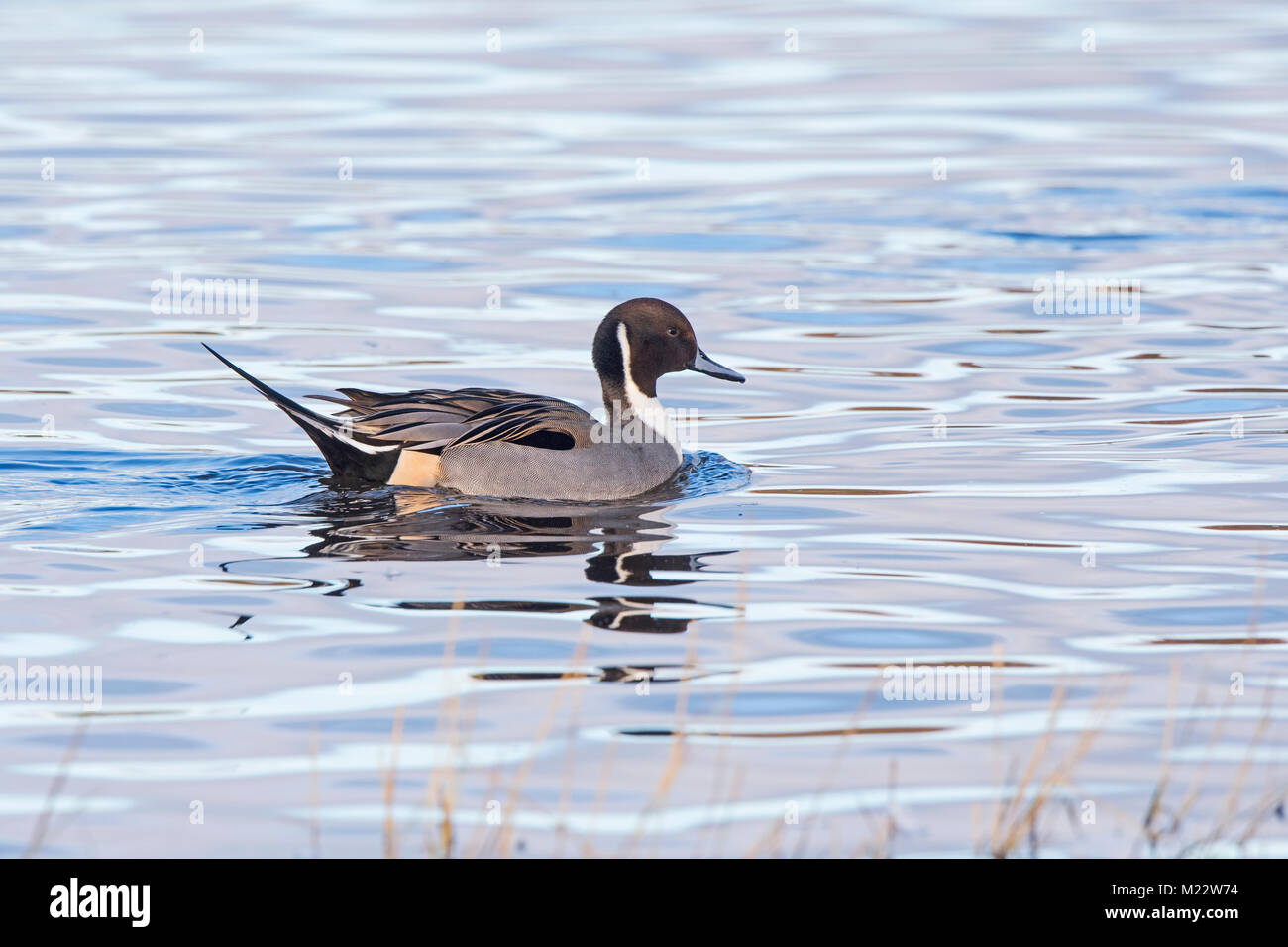 Pintail, Anas acuta, Marshside RSPB Reserve, Merseyside, winter Stock ...