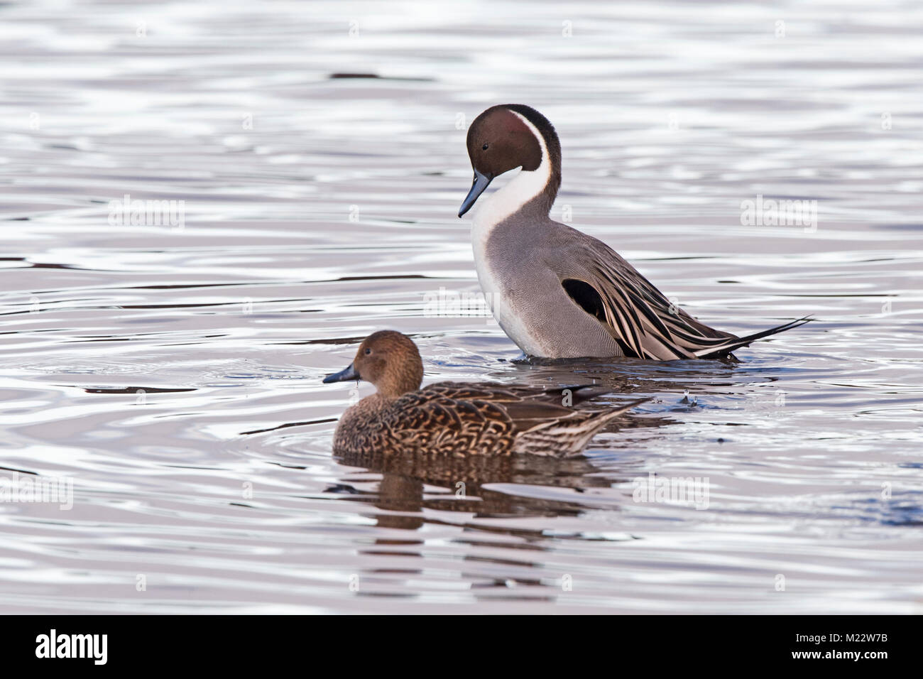 Pintail, Anas acuta, male displaying to female, Marshside RSPB Reserve ...