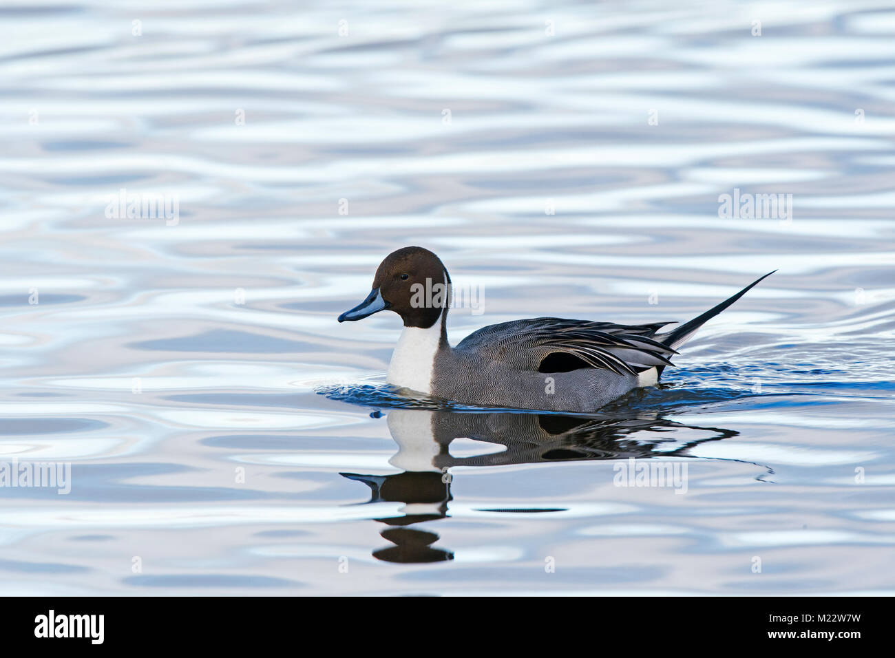 Pintail, Anas acuta, Marshside RSPB Reserve, Merseyside, winter Stock ...