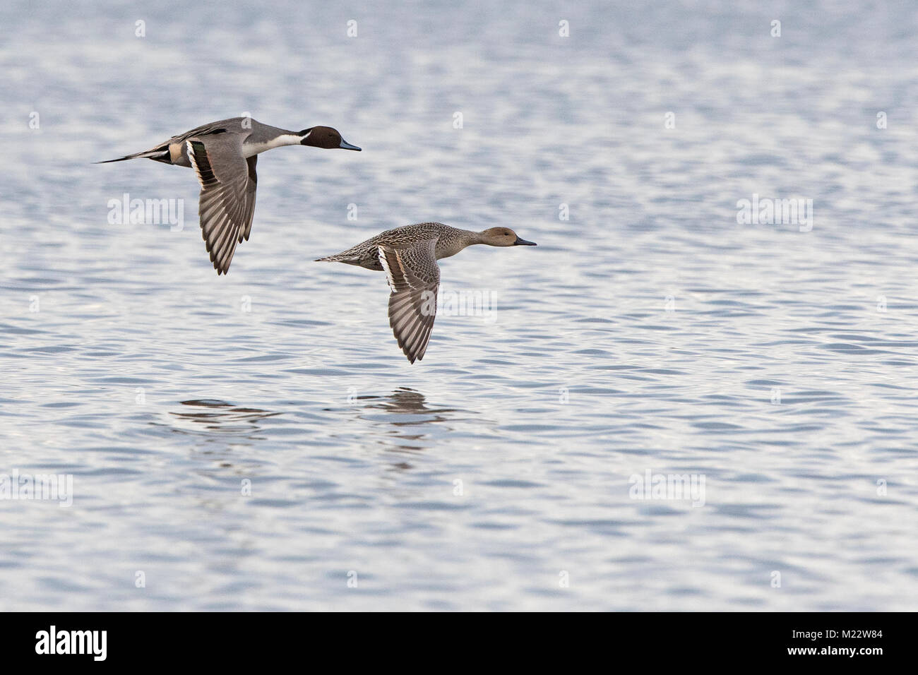 Pintail, Anas acuta, Marshside RSPB Reserve, Merseyside, winter Stock ...