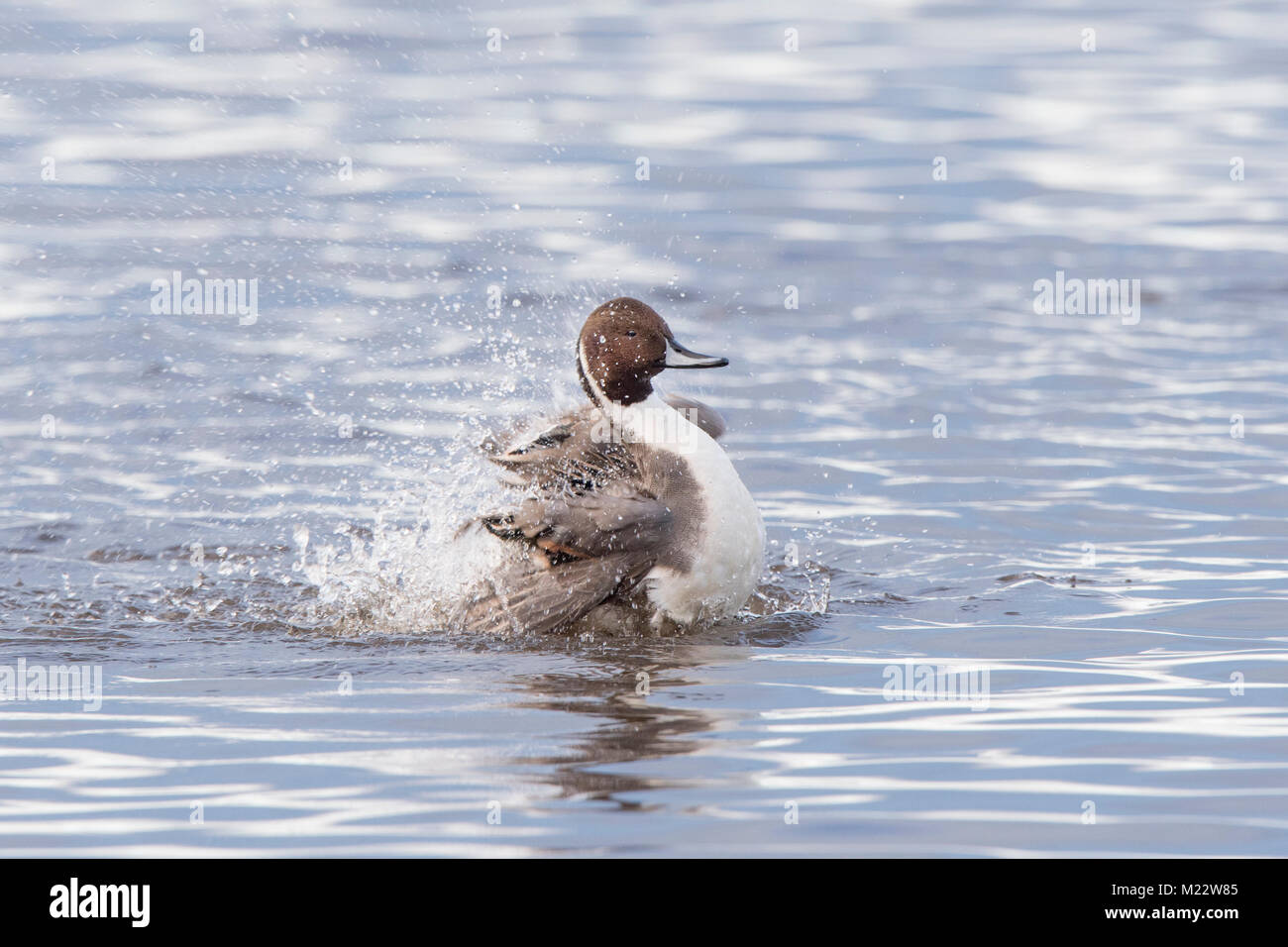 Pintail, Anas acuta, male bathing, Marshside RSPB Reserve, Merseyside ...