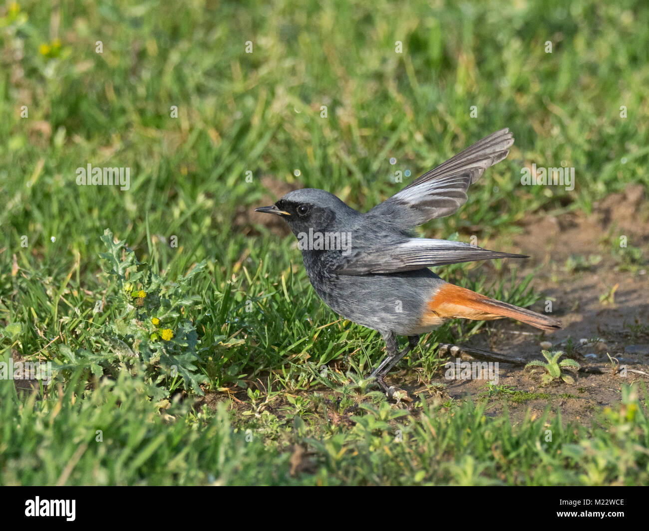 Male phoenicurus ochruros hi-res stock photography and images - Alamy