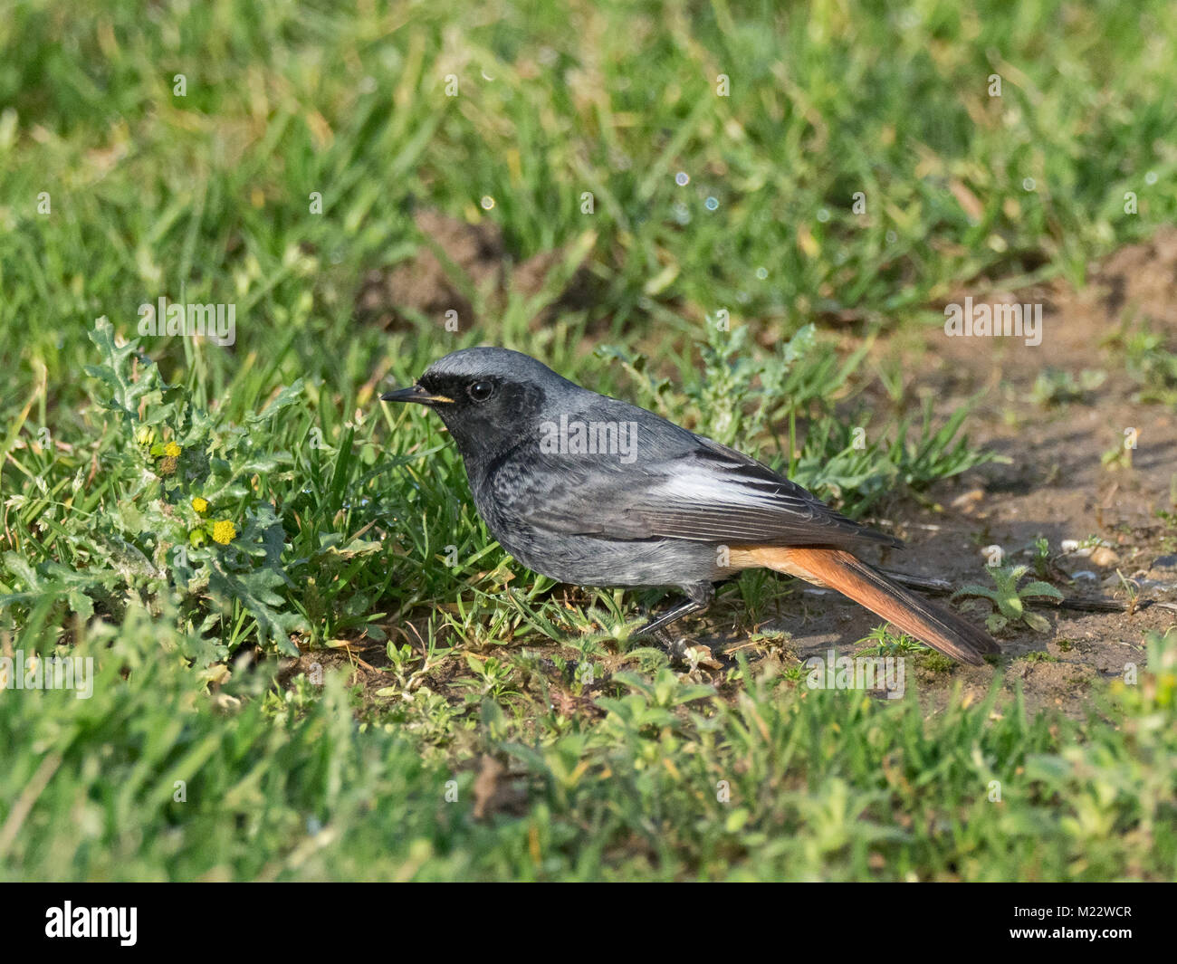 Black Redstart, Phoenicurus ochruros, male wintering around Sheringham ...