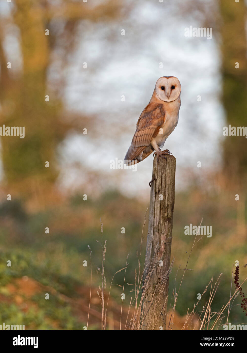 Barn Owl Tyto alba, North Norfolk January Stock Photo - Alamy
