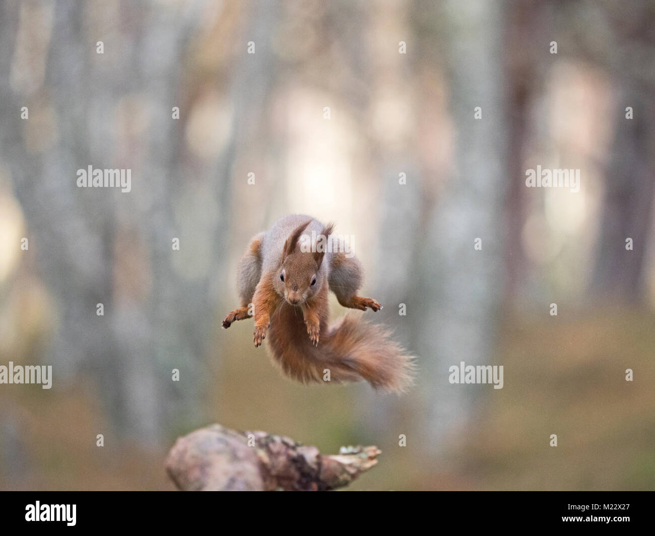 Red Squirrel Sciurus vulgaris leaping Cairngorms National Park Scotland ...
