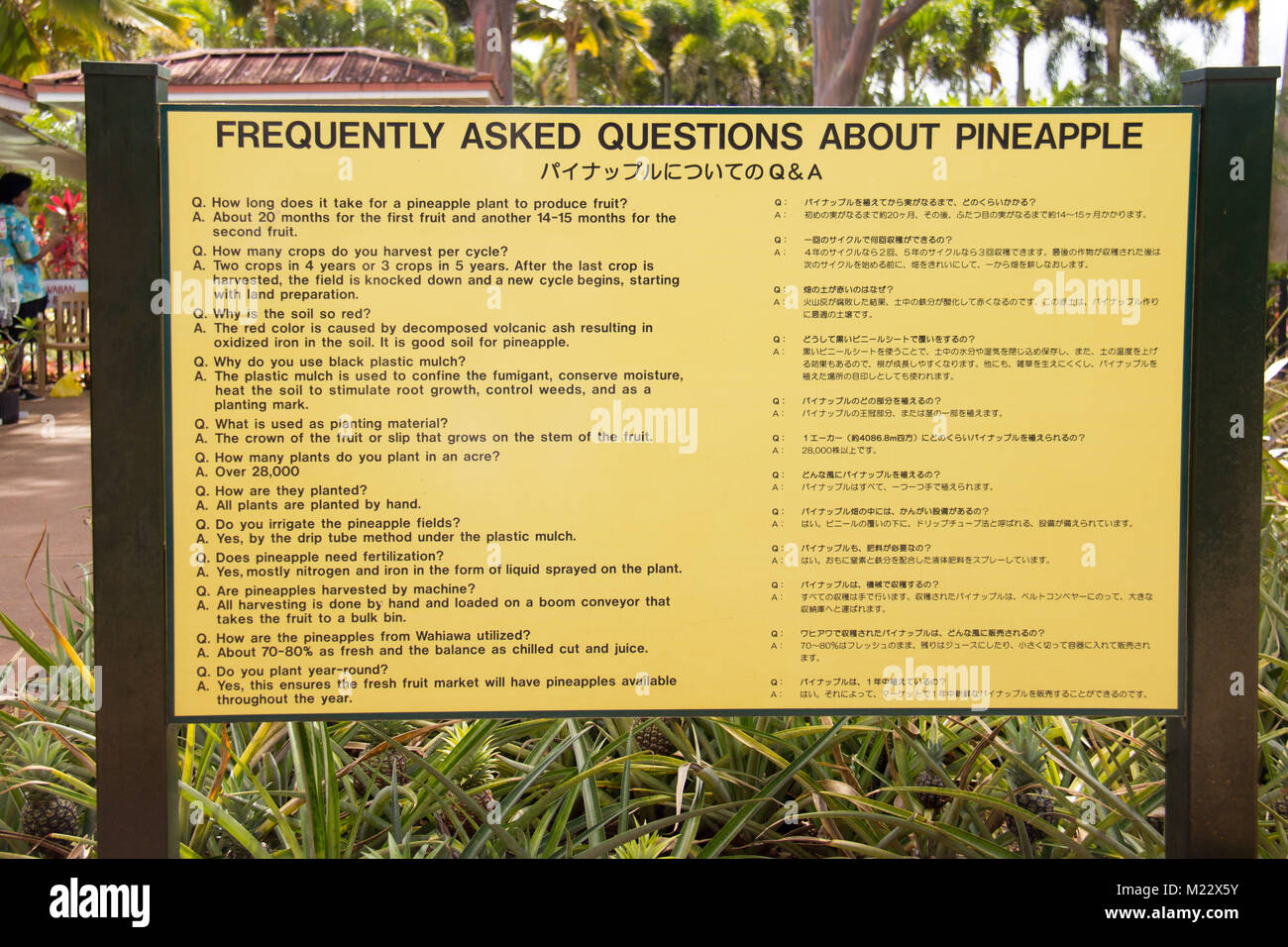 Dole plantation hi-res stock photography and images - Alamy