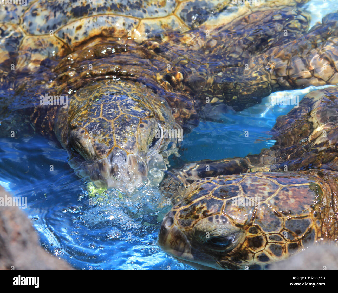 Green sea turtles eating hi-res stock photography and images - Alamy