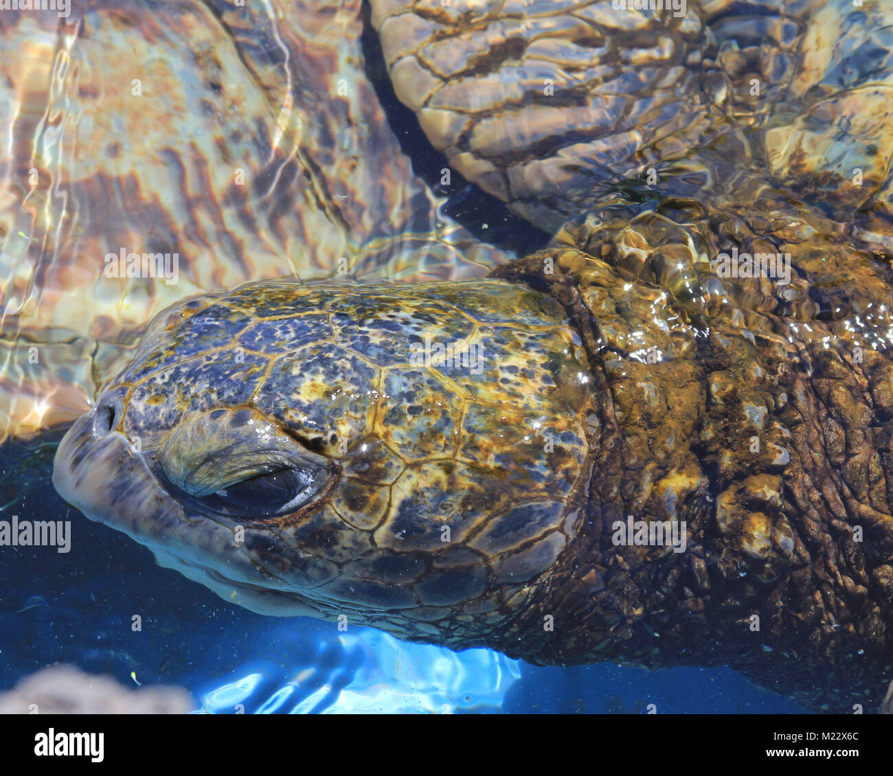 This is the left side of a Sea Turtles face and head Stock Photo - Alamy