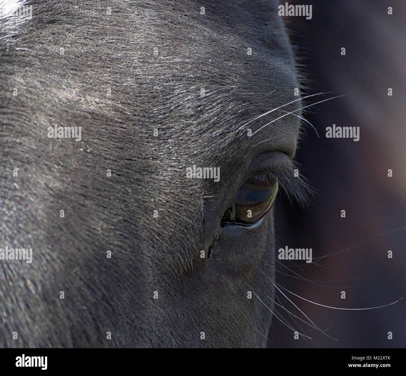 Horse Head Shot Stock Photo - Alamy