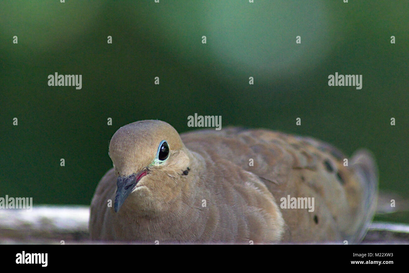 Morning Dove also Zenaida macroura and Turtle Dove Stock Photo - Alamy