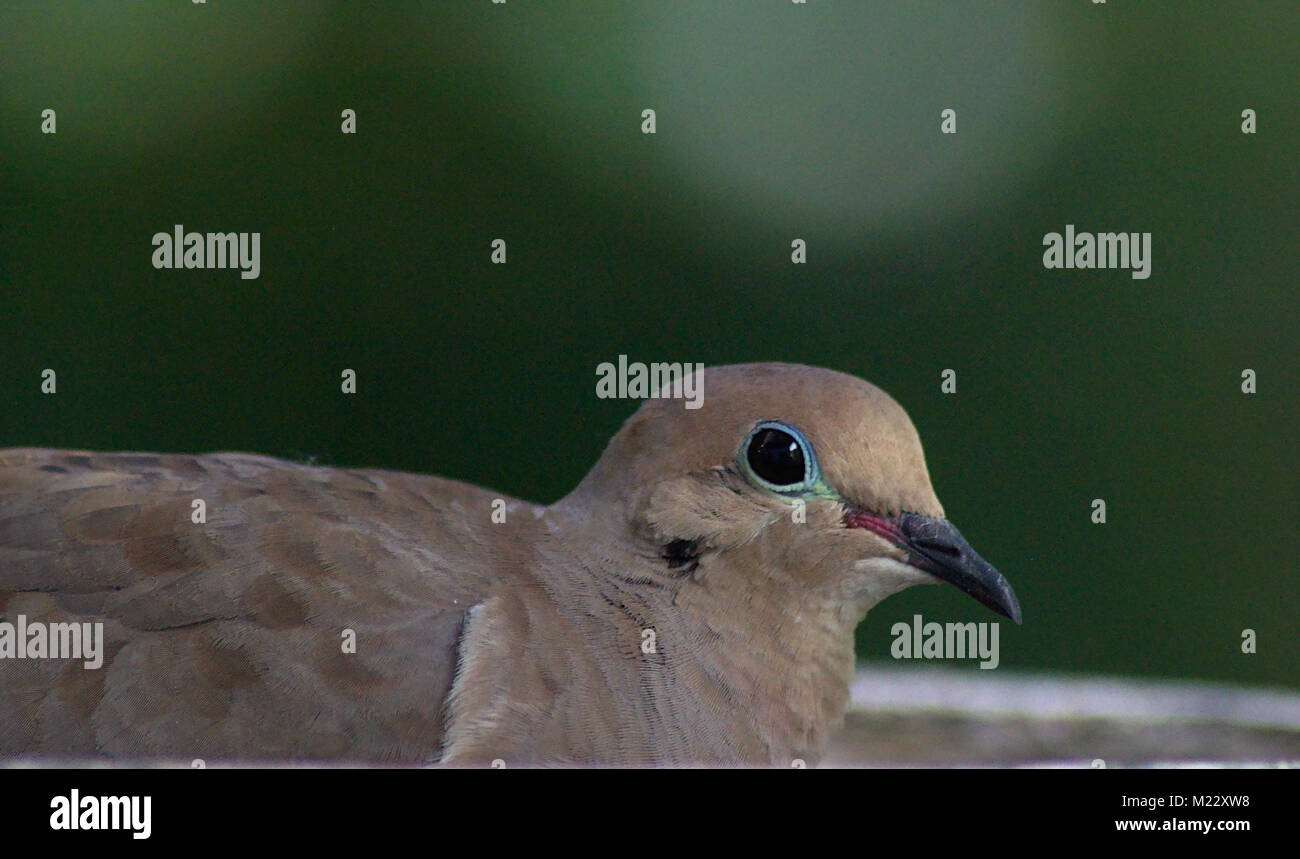 Morning Dove also Zenaida macroura and Turtle Dove Stock Photo - Alamy