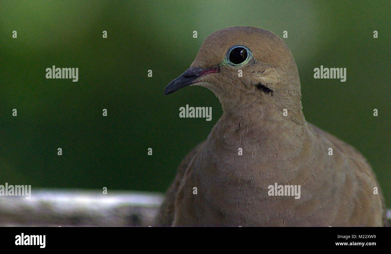 Morning Dove also Zenaida macroura and Turtle Dove Stock Photo - Alamy