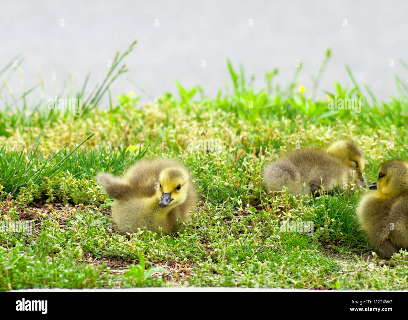 Group of cute Goslings in grass resting Stock Photo - Alamy