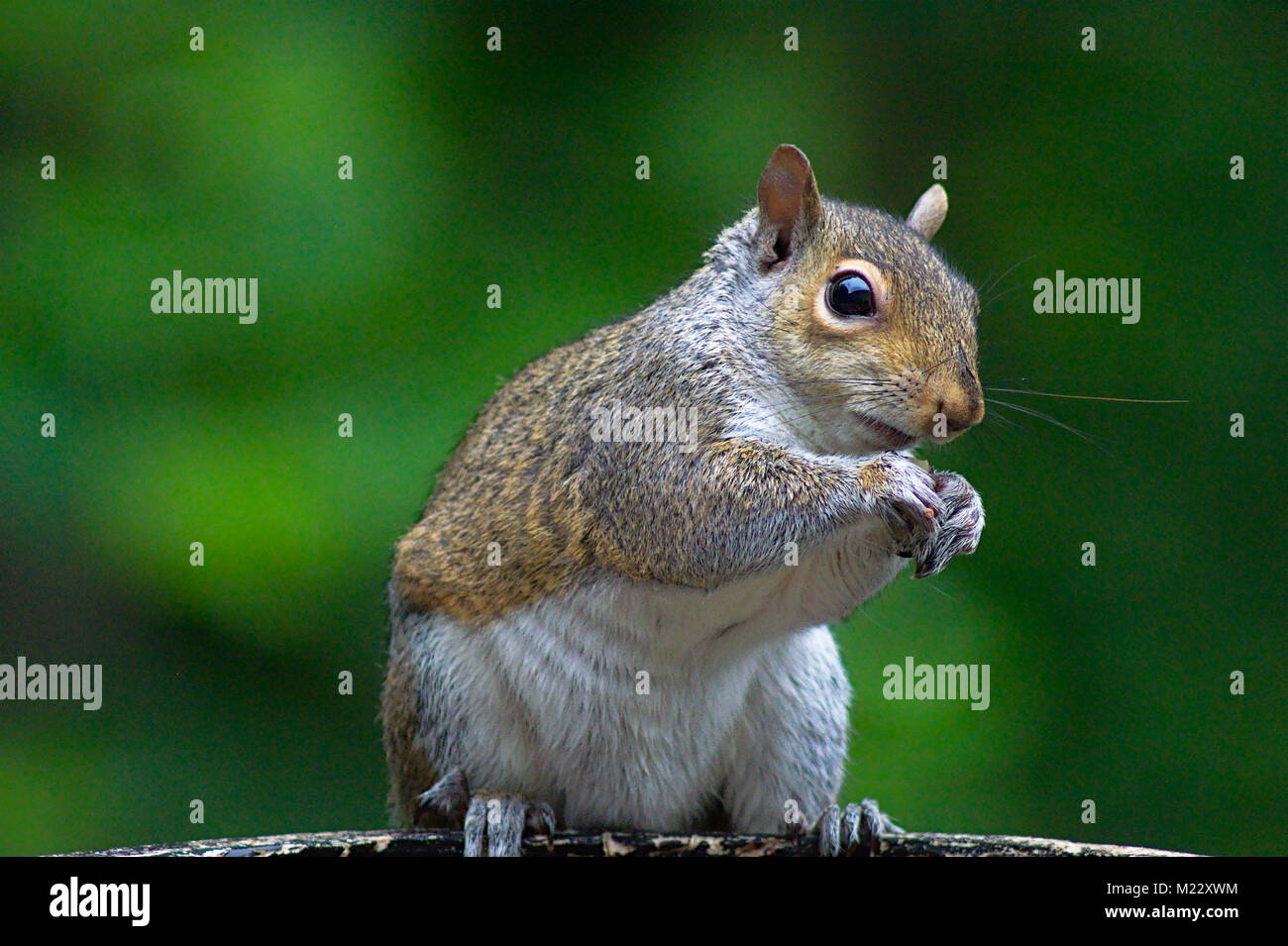 Back yard squirrel hi-res stock photography and images - Alamy
