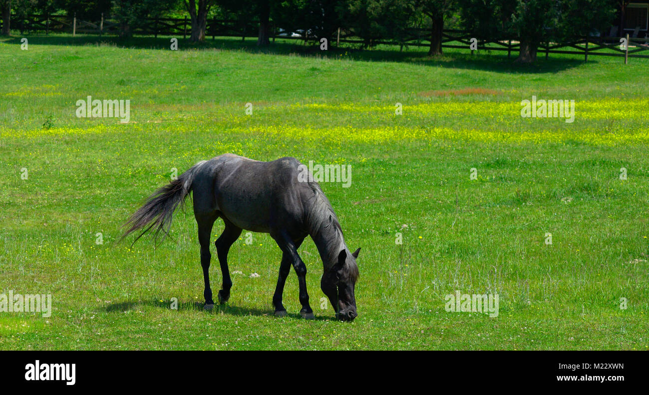 Big four ranch hi-res stock photography and images - Alamy