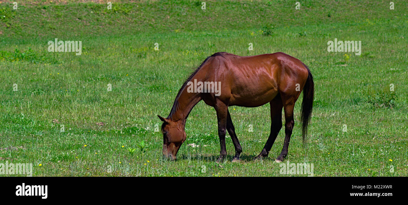 Big four ranch hi-res stock photography and images - Alamy