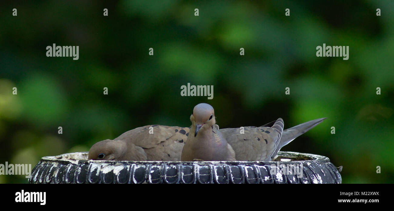 Morning Dove also Zenaida macroura and Turtle Dove Stock Photo - Alamy