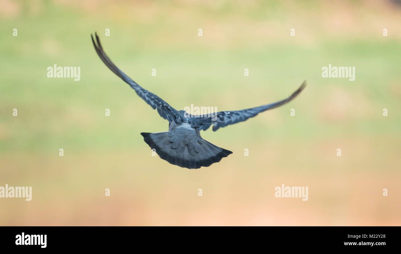 flying pigeon bird in action ( Columba livia Stock Photo - Alamy
