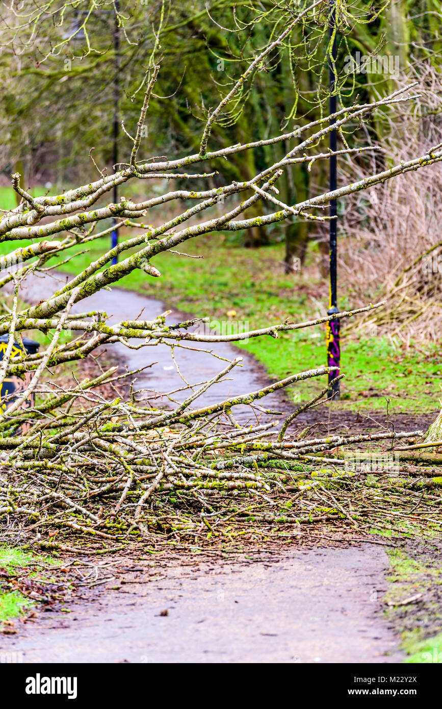 Day view fallen tree on British pedestrian way footpath Stock Photo - Alamy