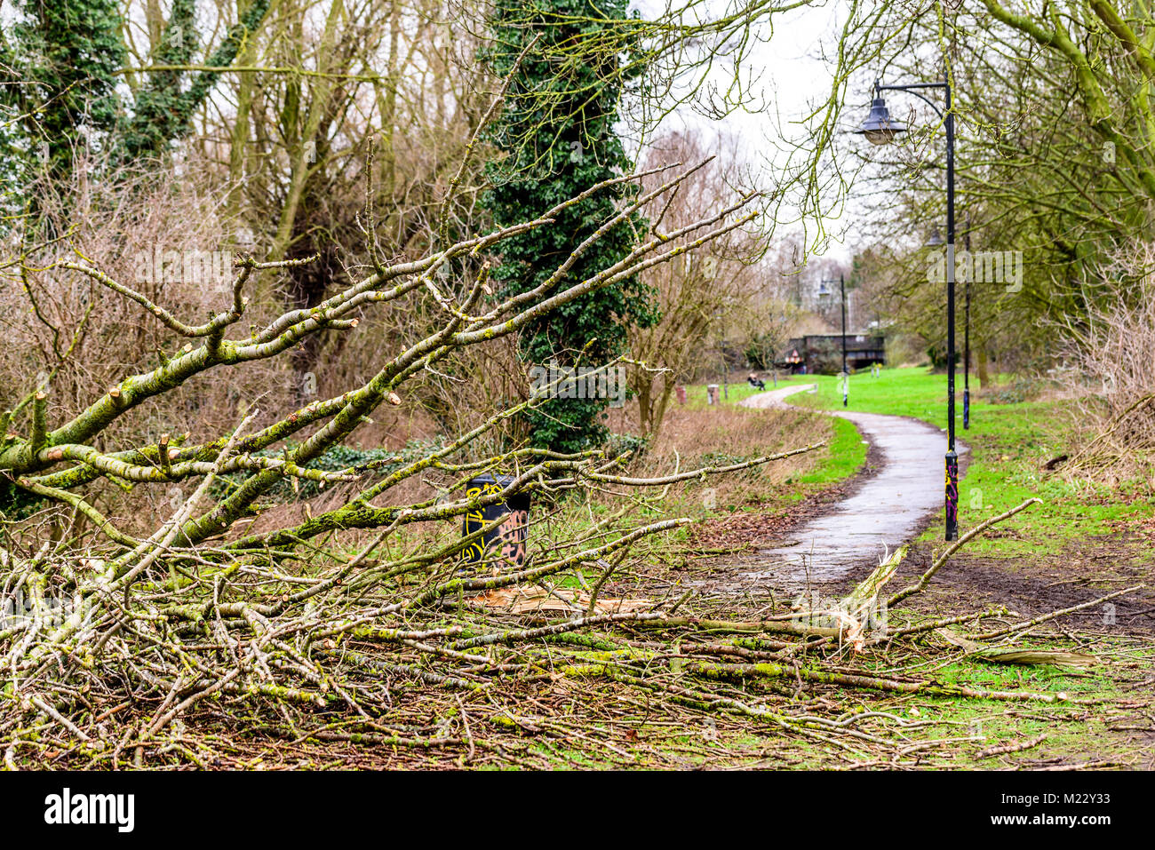 Day view fallen tree on British pedestrian way footpath Stock Photo - Alamy