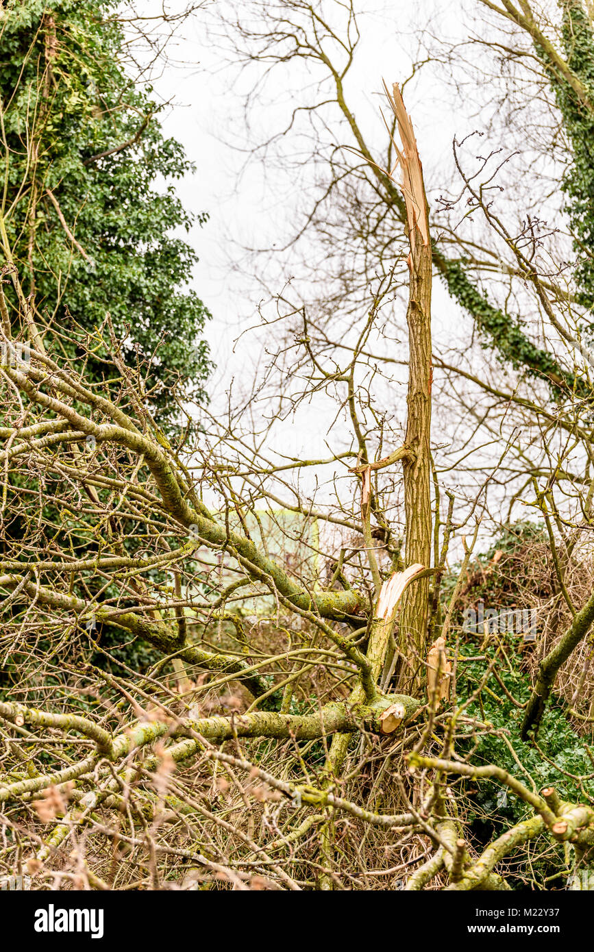 Tree fallen across woodland path hi-res stock photography and images ...