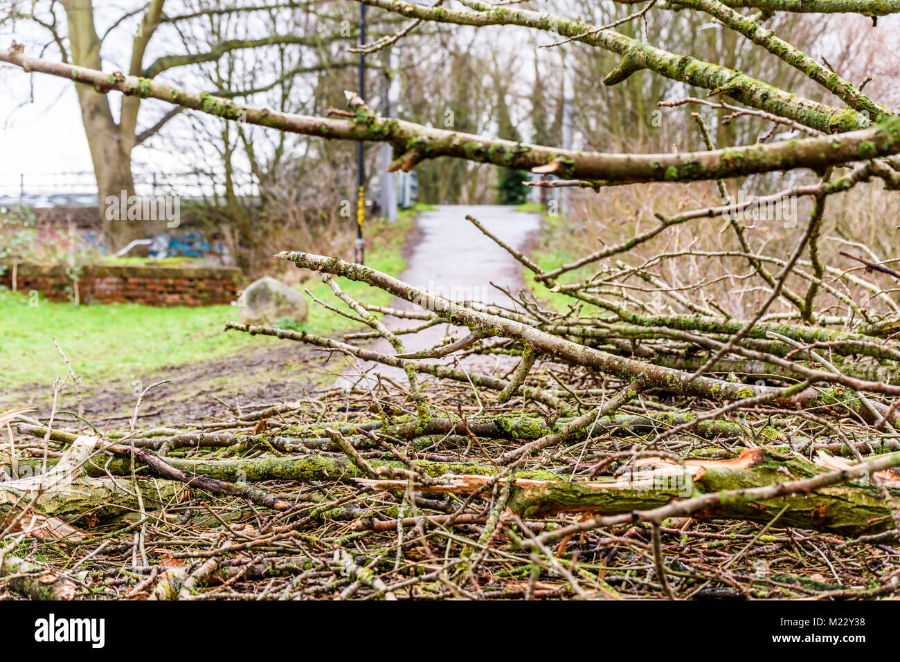 Track Blocked By Fallen Tree High Resolution Stock Photography and ...
