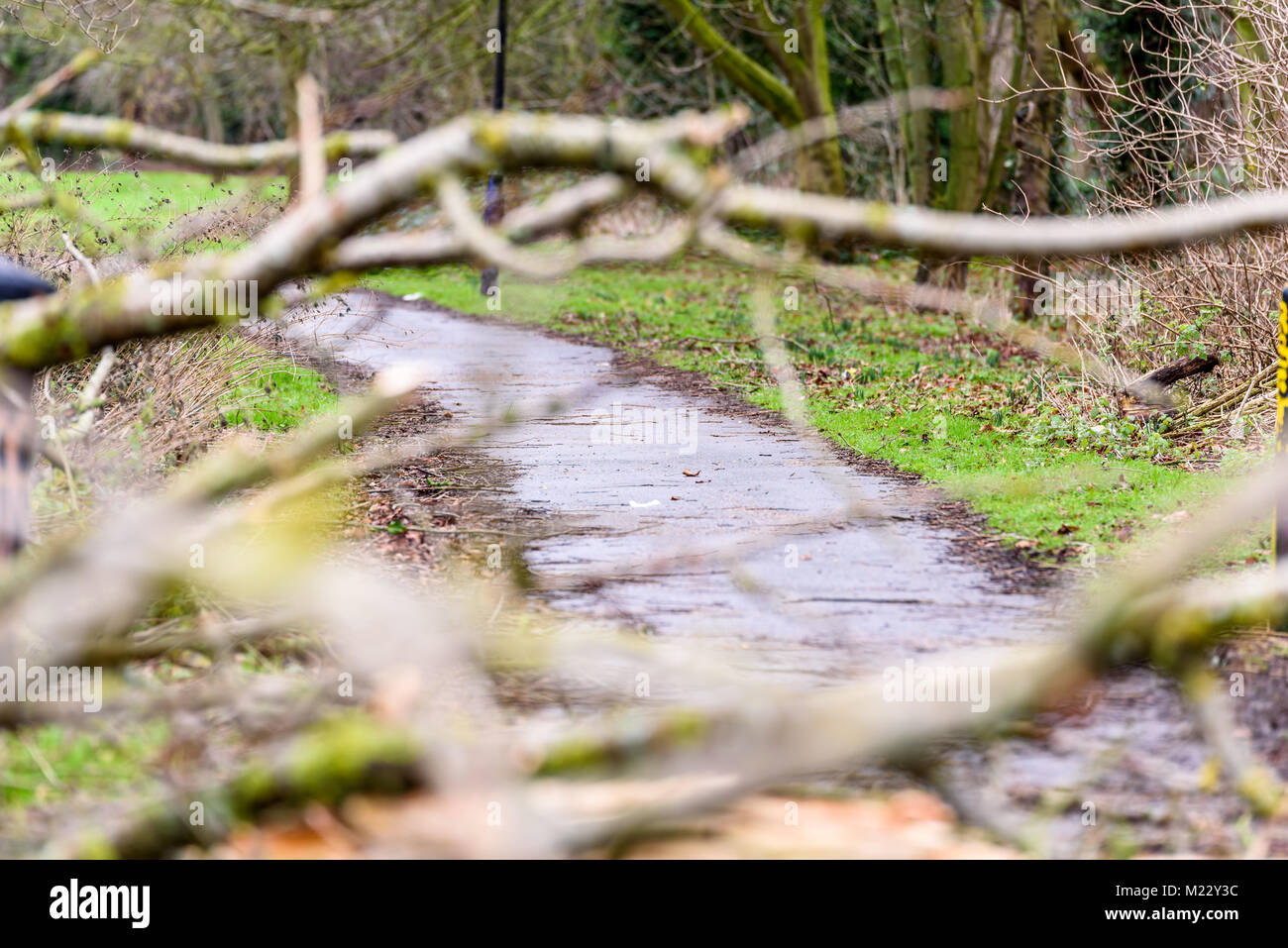 Day view fallen tree on British pedestrian way footpath Stock Photo - Alamy