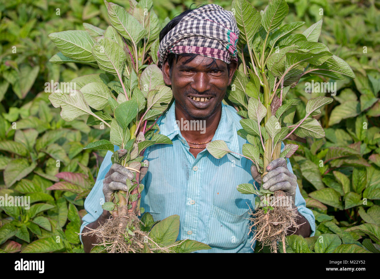 Amaranth Harvesting (Data Shak), farmers working in the field ...