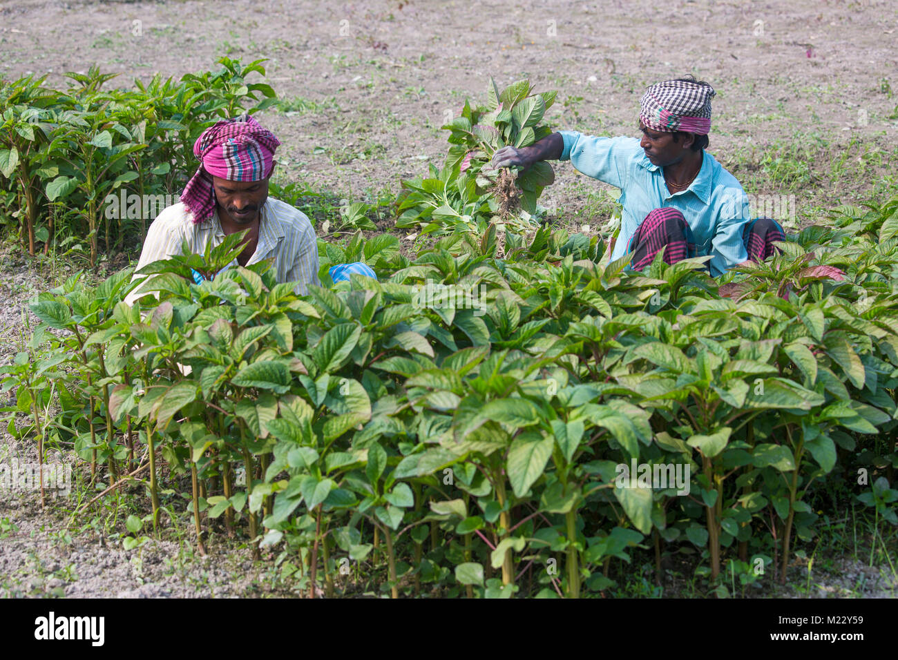 Amaranth Harvesting (Data Shak), farmers working in the field ...