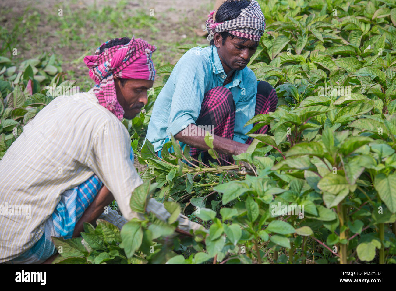 Amaranth Harvesting (Data Shak), farmers working in the field ...